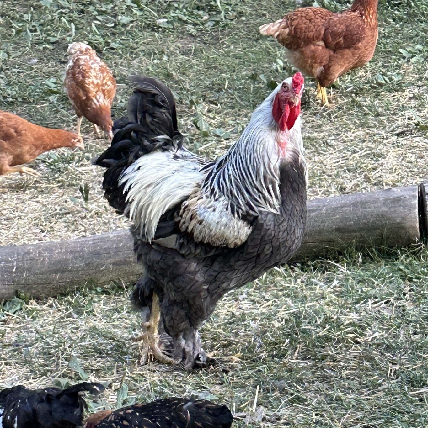 Wintergreen Family Farm, LLC – Family Chicken Farm with Fresh Eggs